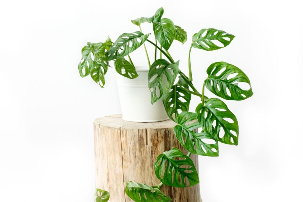 Monstera: 2 Tanaman Hias Menawan Dengan Manfaat Healthy