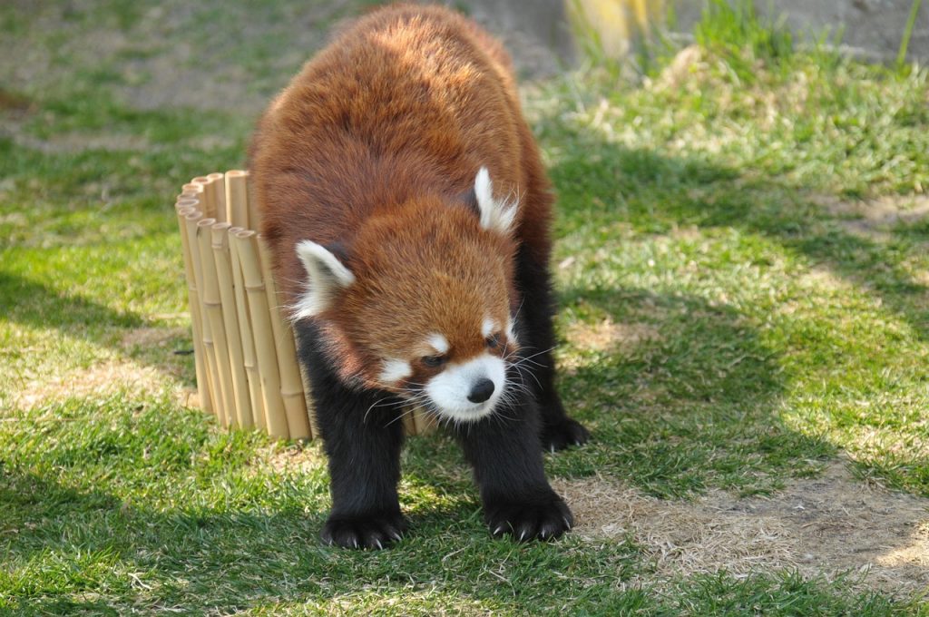 Panda Merah: Pesona Imut Yang Menyimpan Kisah Kehidupan